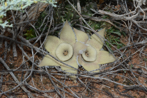 Orbea ciliata_百度百科