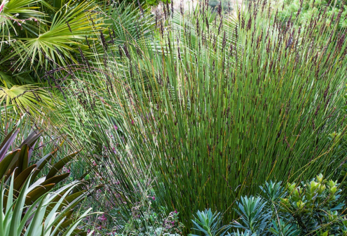 帚灯草属_百度百科