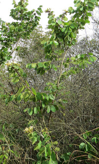 Hymenaea martiana_百度百科