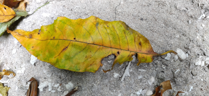 Terminalia citrina_百度百科