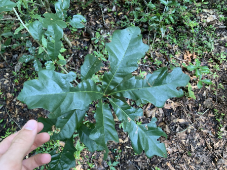 Quercus austrina_百度百科