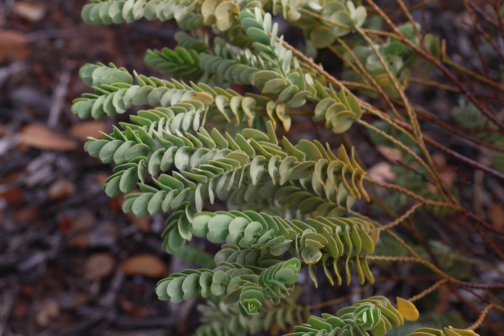 Olax phyllanthi_百度百科