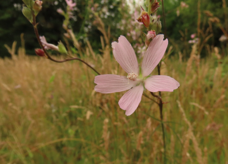 Sidalcea campestris_百度百科
