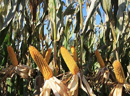 德单1266_百度百科