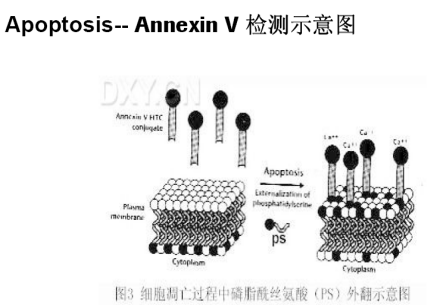 Annexin V_百度百科