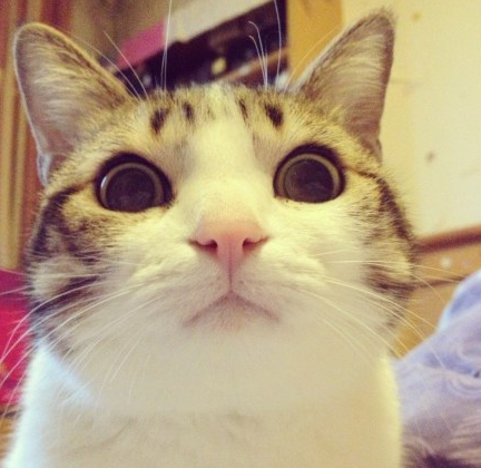 瓜皮猫_百度百科