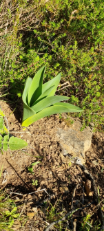Drimia capensis_百度百科