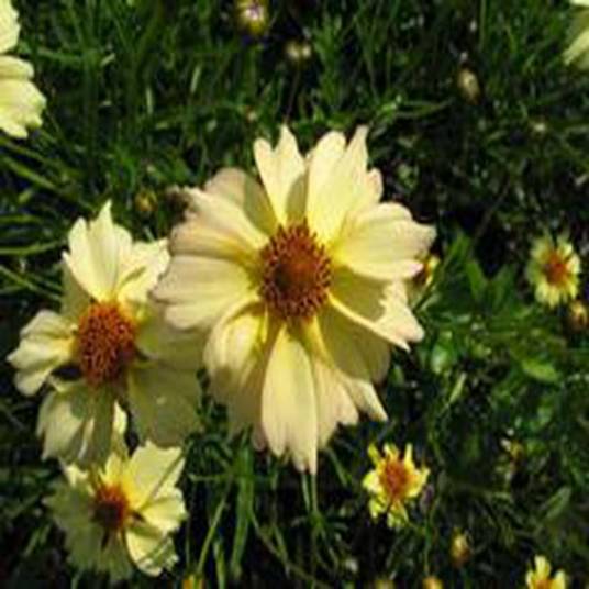 Coreopsis 'Moonlight'_百度百科