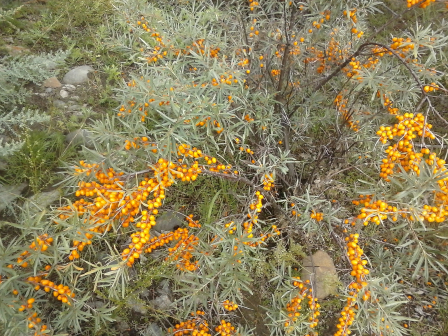 Hippophae rhamnoides_百度百科