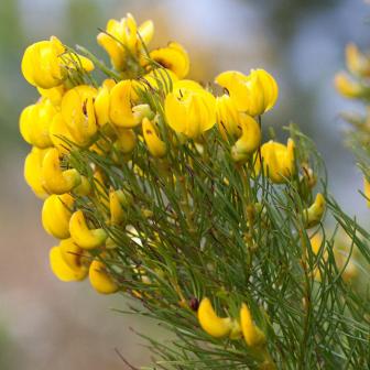 Cyclopia maculata_百度百科