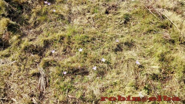 Crocus ilvensis_百度百科