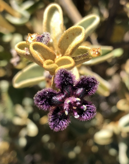 Anthotroche walcottii_百度百科