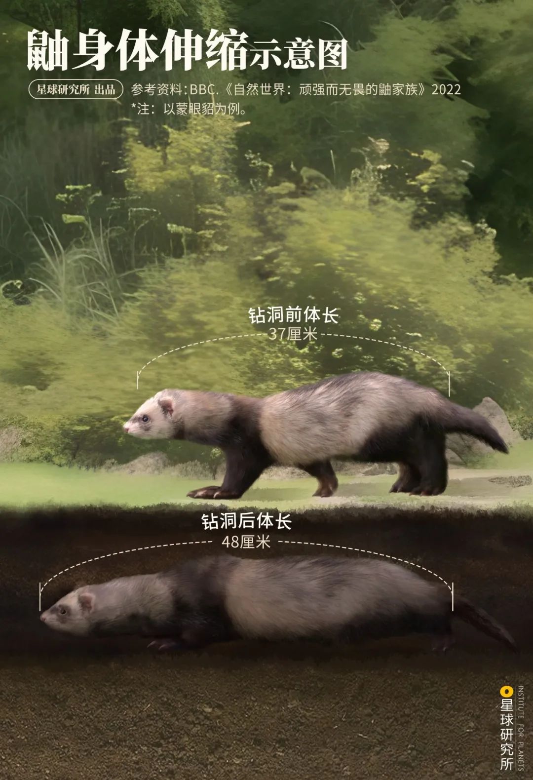 “不疯魔不成活”！鼬鼬们如何演化出你想象不到的“软实力”？_百科TA说