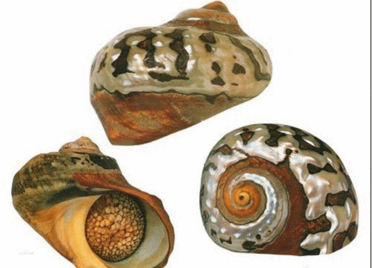 波蝾螺_百度百科