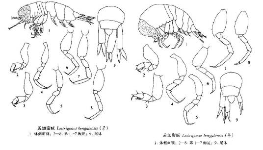 孟加蛮戎_百度百科