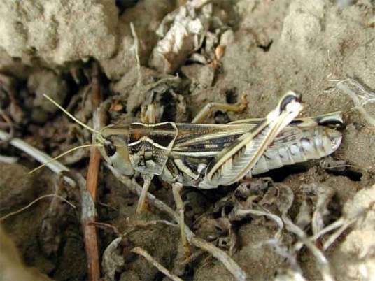 甘肃雏蝗_百度百科