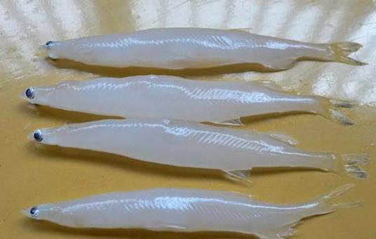 半银鱼属_百度百科