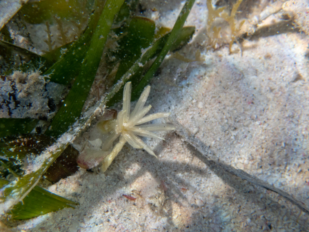Thalassia testudinum_百度百科