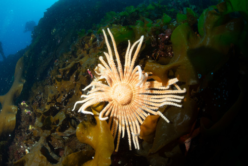 Labidiaster annulatus_百度百科