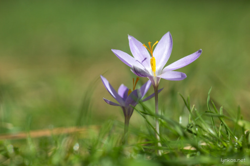 Crocus ilvensis_百度百科