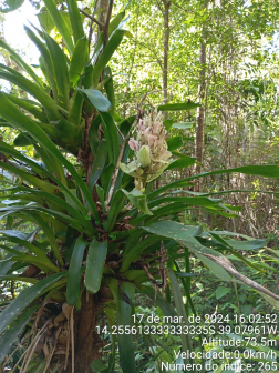 Portea grandiflora_百度百科