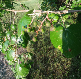 Vitis mustangensis_百度百科