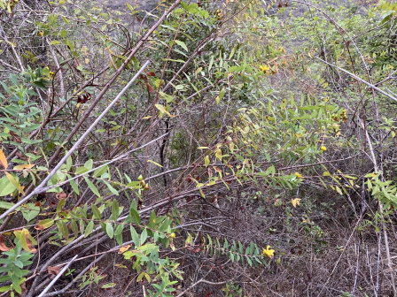 Hypericum roeperianum_百度百科