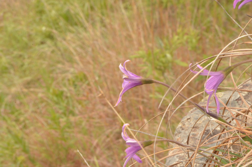 Xerophyta viscosa_百度百科