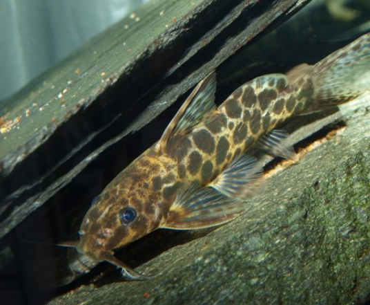 华缨鱼属_百度百科