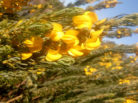 Cyclopia pubescens_百度百科