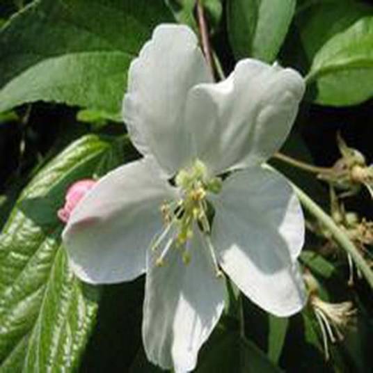 Malus 'Ralph Shay'_百度百科