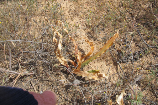 Haemanthus crispus_百度百科