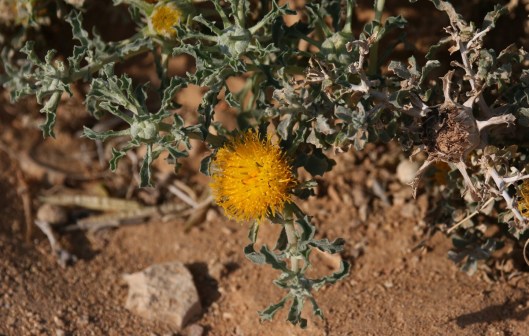 Anvillea garcinii_百度百科