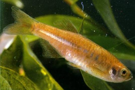 半线鱼丹_百度百科