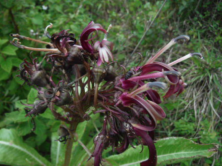 Lobelia robusta_百度百科