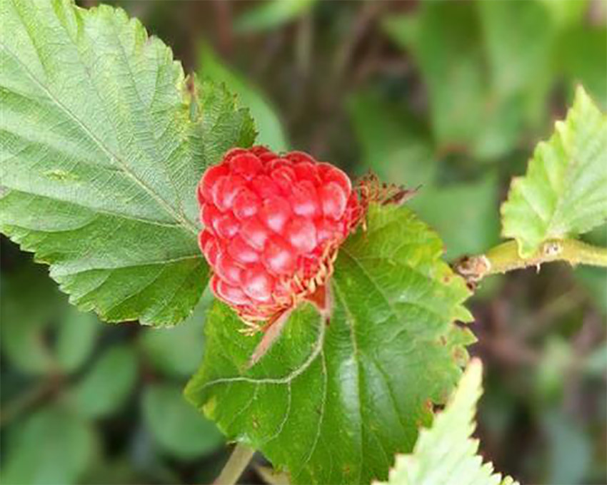 朝阳红树莓：可越冬生长的树莓_百科TA说