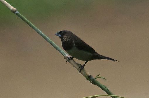 白腰文鸟_百度百科