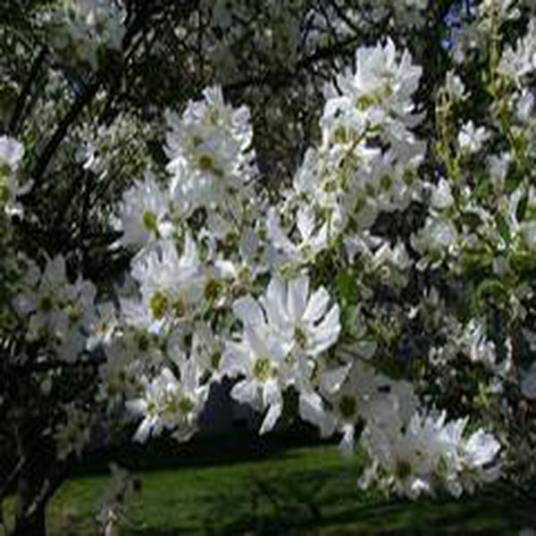 Exochorda racemosa（蔷薇科植物）_百度百科