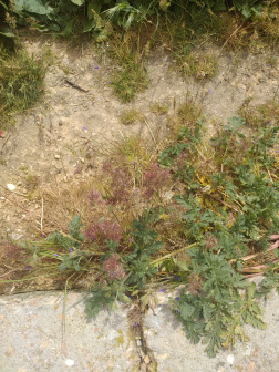 Erodium ciconium_百度百科