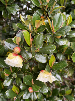 Gordonia fruticosa_百度百科