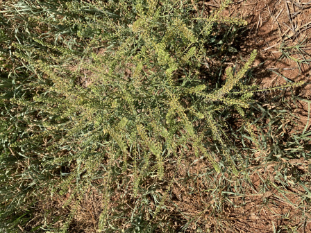 Lepidium africanum_百度百科