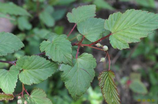 葎草叶悬钩子（蔷薇科悬钩子属植物）_百度百科