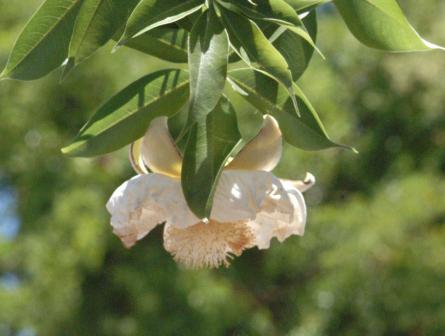 猴面包树（木棉科猴面包树属植物）_百度百科