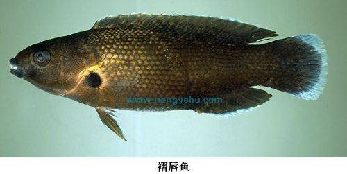 褶唇鱼属_百度百科