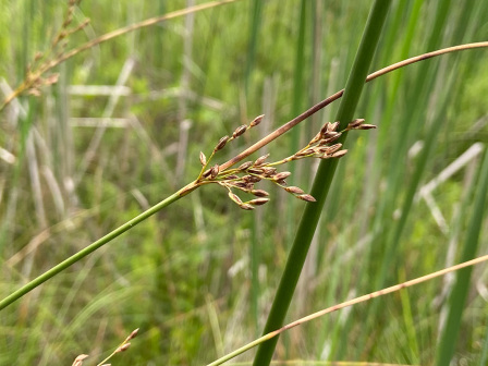 Juncus balticus_百度百科