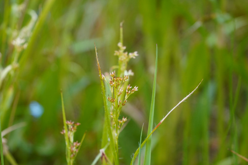 Luzula luzuloides_百度百科