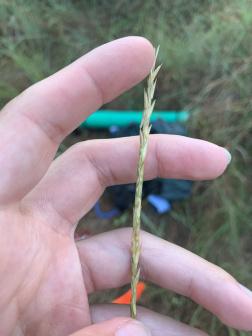 Elionurus tripsacoides_百度百科