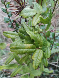 Boquila trifoliolata_百度百科