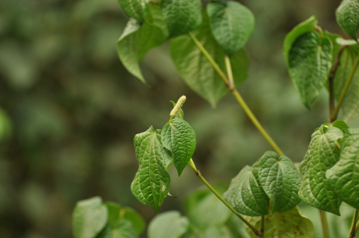 Piper capense_百度百科