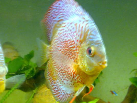 卵圆颌光鱼_百度百科